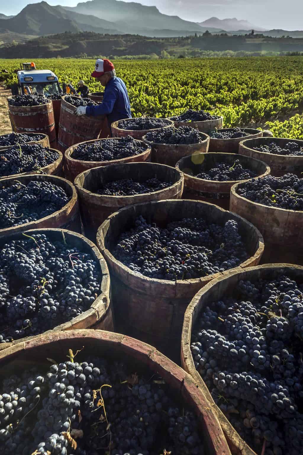 The modern face of Rioja and Ribera - The Wine Merchant Mag