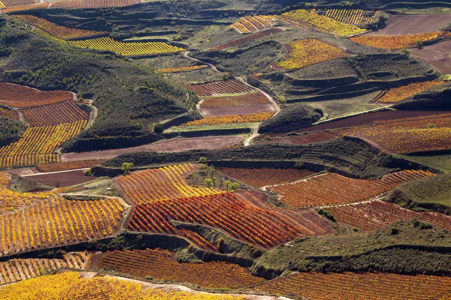 The modern face of Rioja and Ribera - The Wine Merchant Mag