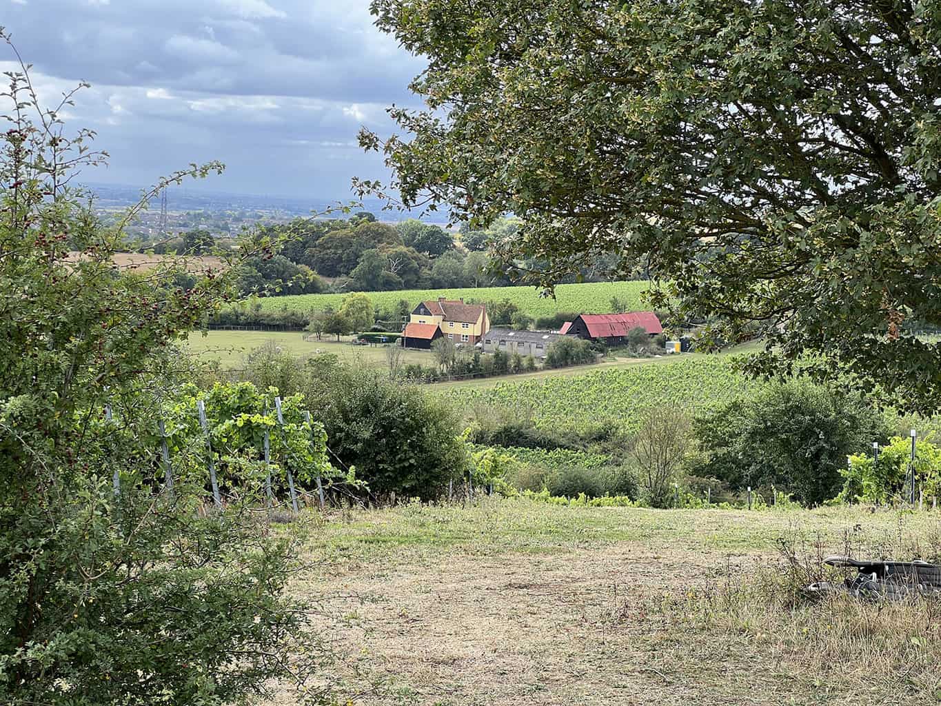 Why Essex is England's still wine capital - The Wine Merchant Mag