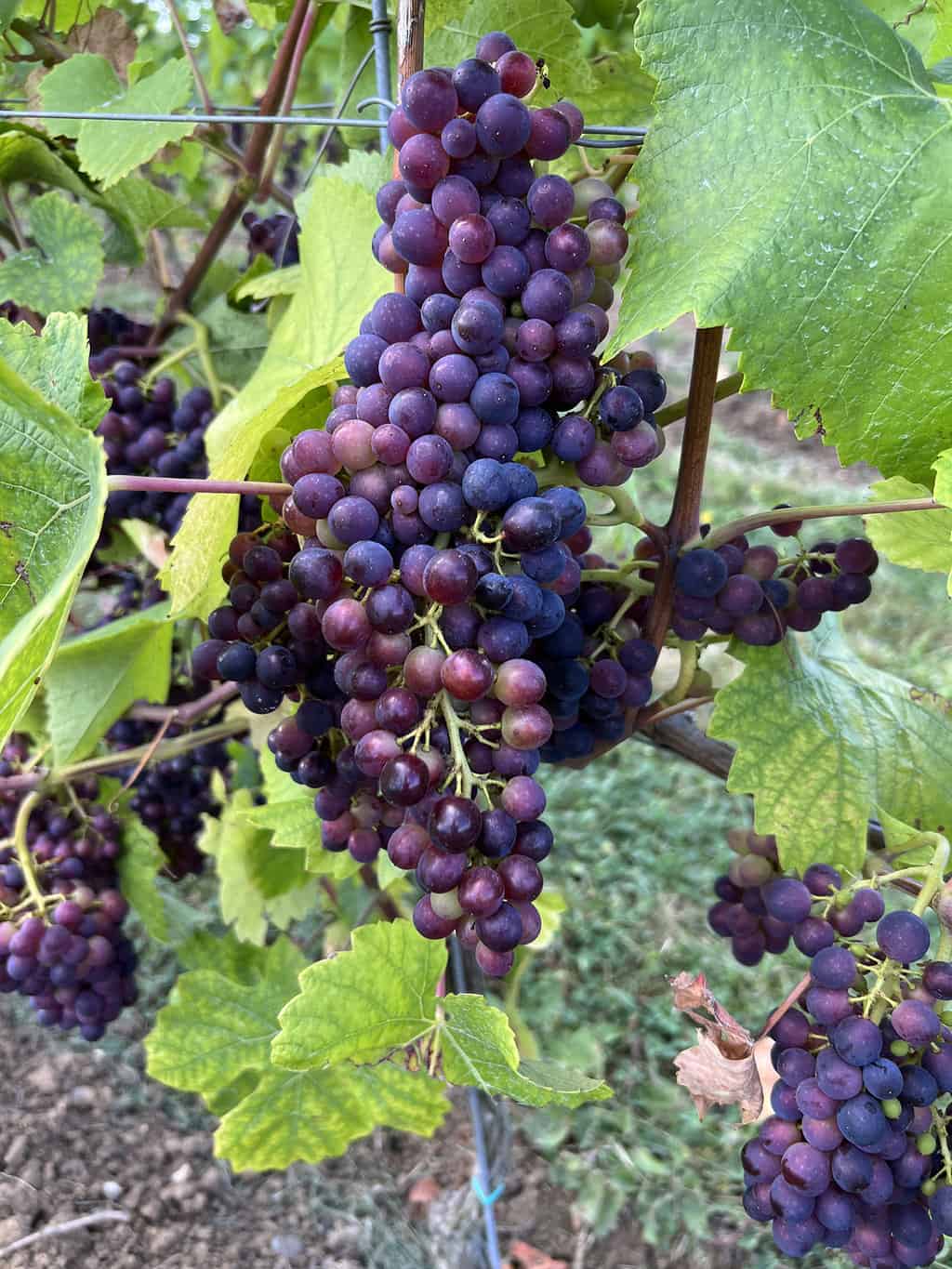 Why Essex is England's still wine capital - The Wine Merchant Mag