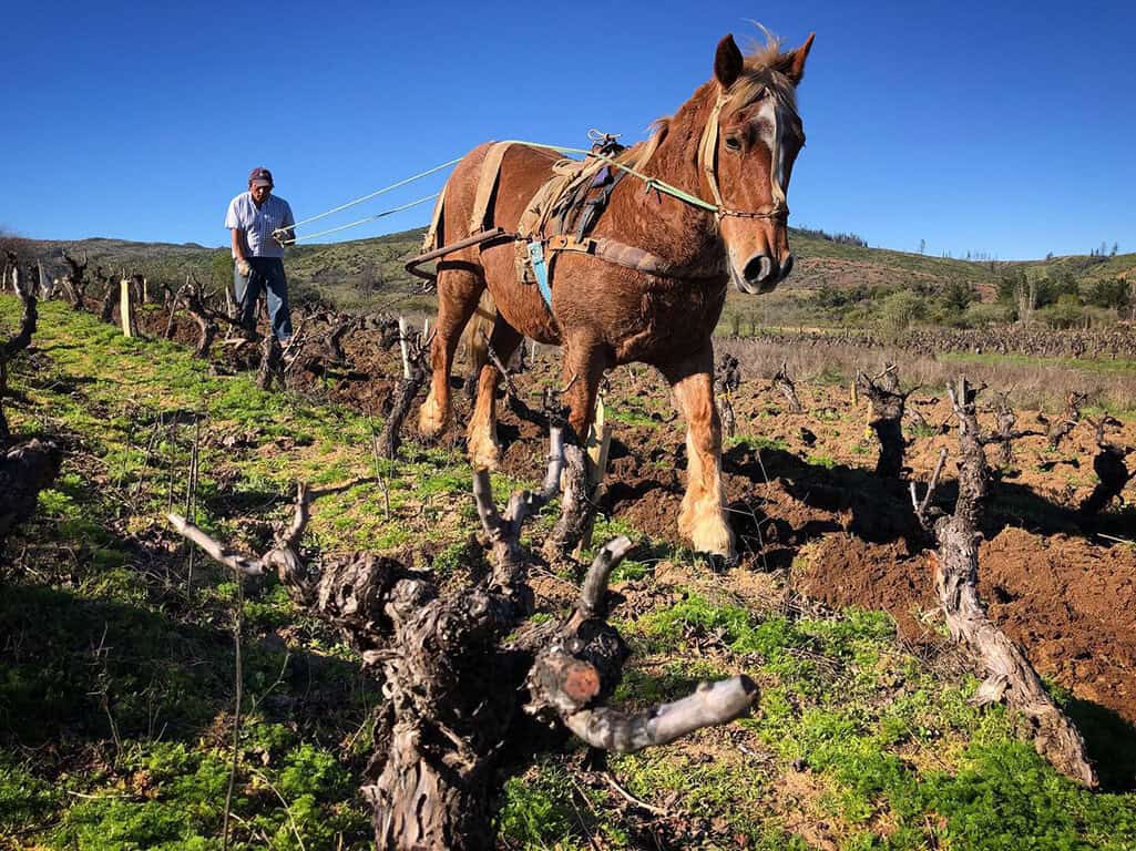 Garage Wine Company joins Hallgarten line-up - The Wine Merchant Mag